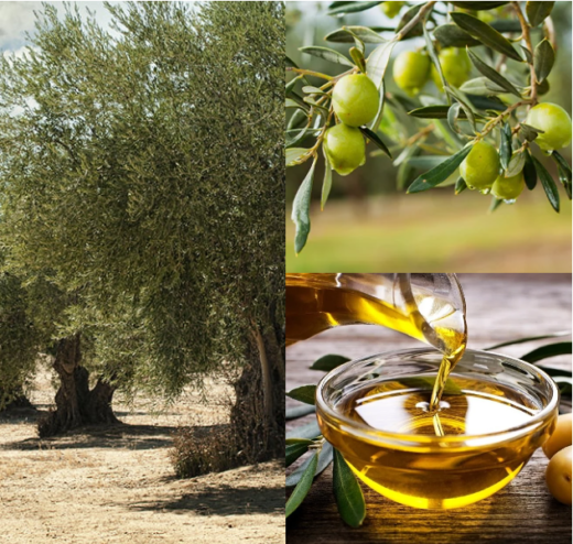 Oli-Ola: Benefícios na redução de manchas e na saúde da pele